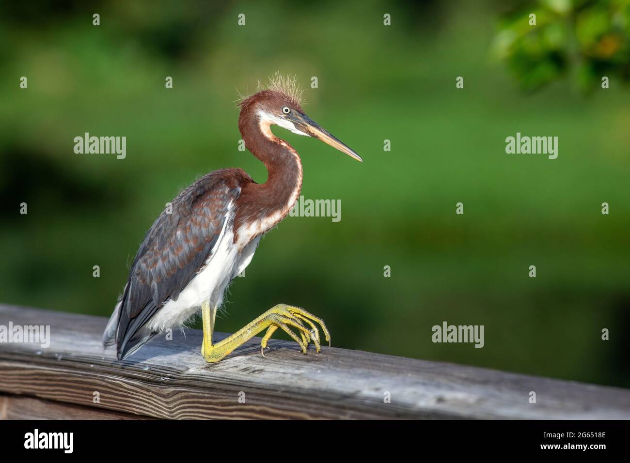 Heron like bird hi-res stock photography and images - Alamy