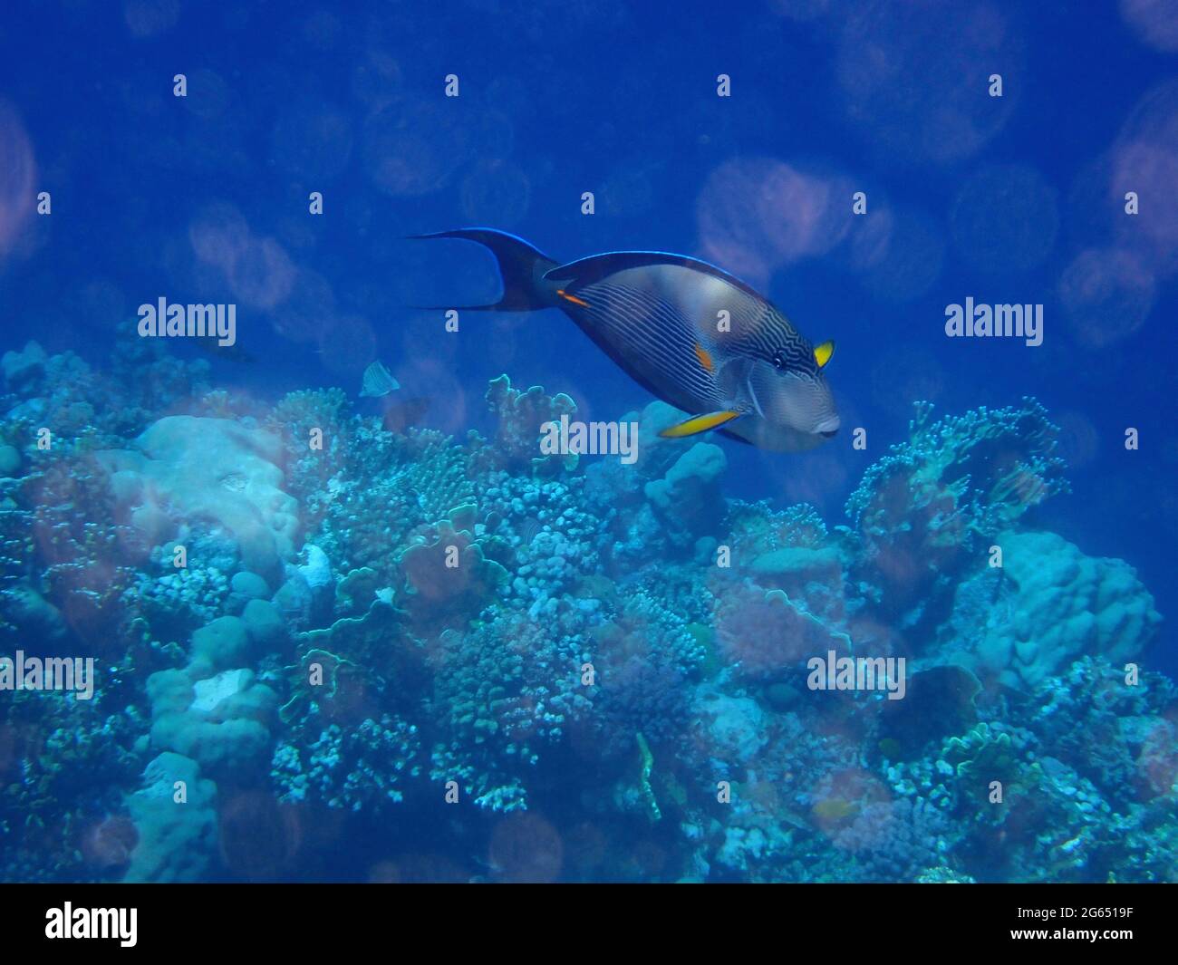 Underwater pictures of beautiful coral reef Stock Photo - Alamy