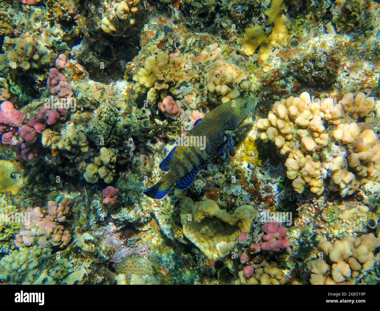 Underwater pictures of beautiful coral reef Stock Photo - Alamy