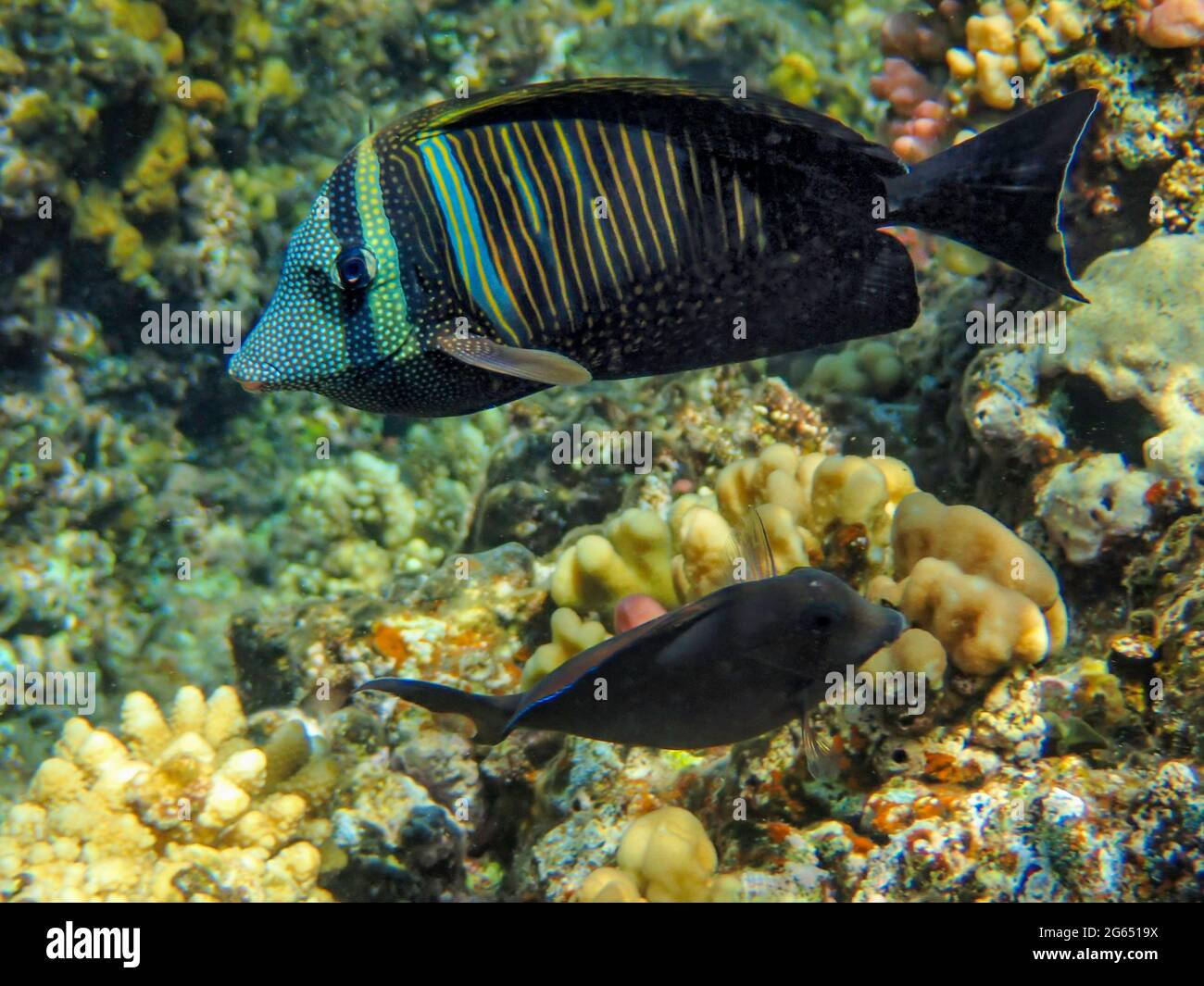 Underwater pictures of beautiful coral reef Stock Photo - Alamy