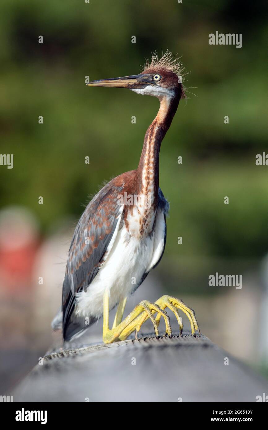 Heron like bird hi-res stock photography and images - Alamy