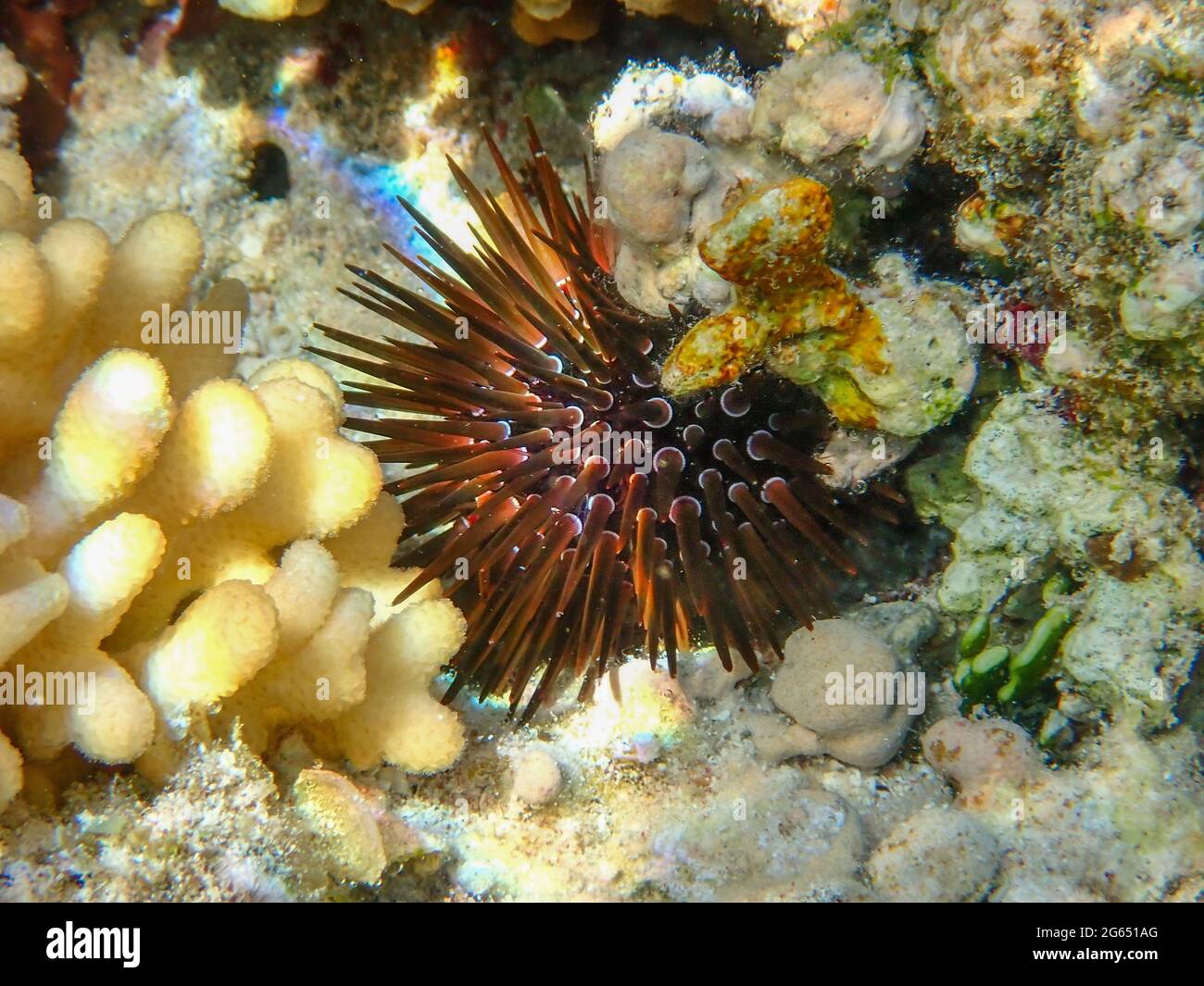 Underwater pictures of beautiful coral reef Stock Photo - Alamy