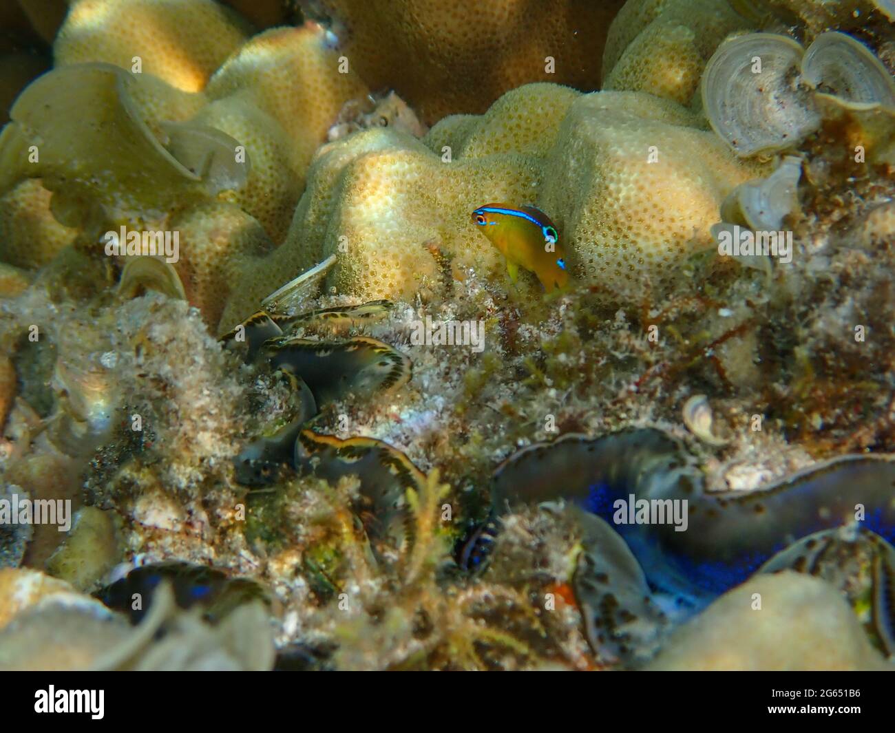 Underwater pictures of beautiful coral reef Stock Photo - Alamy