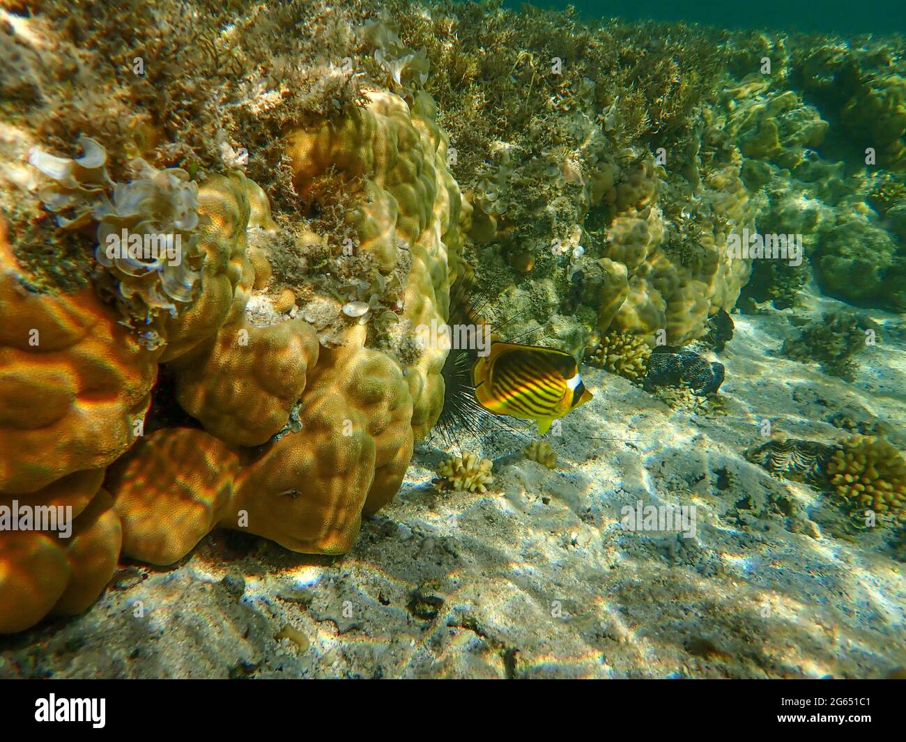 Underwater pictures of beautiful coral reef Stock Photo - Alamy