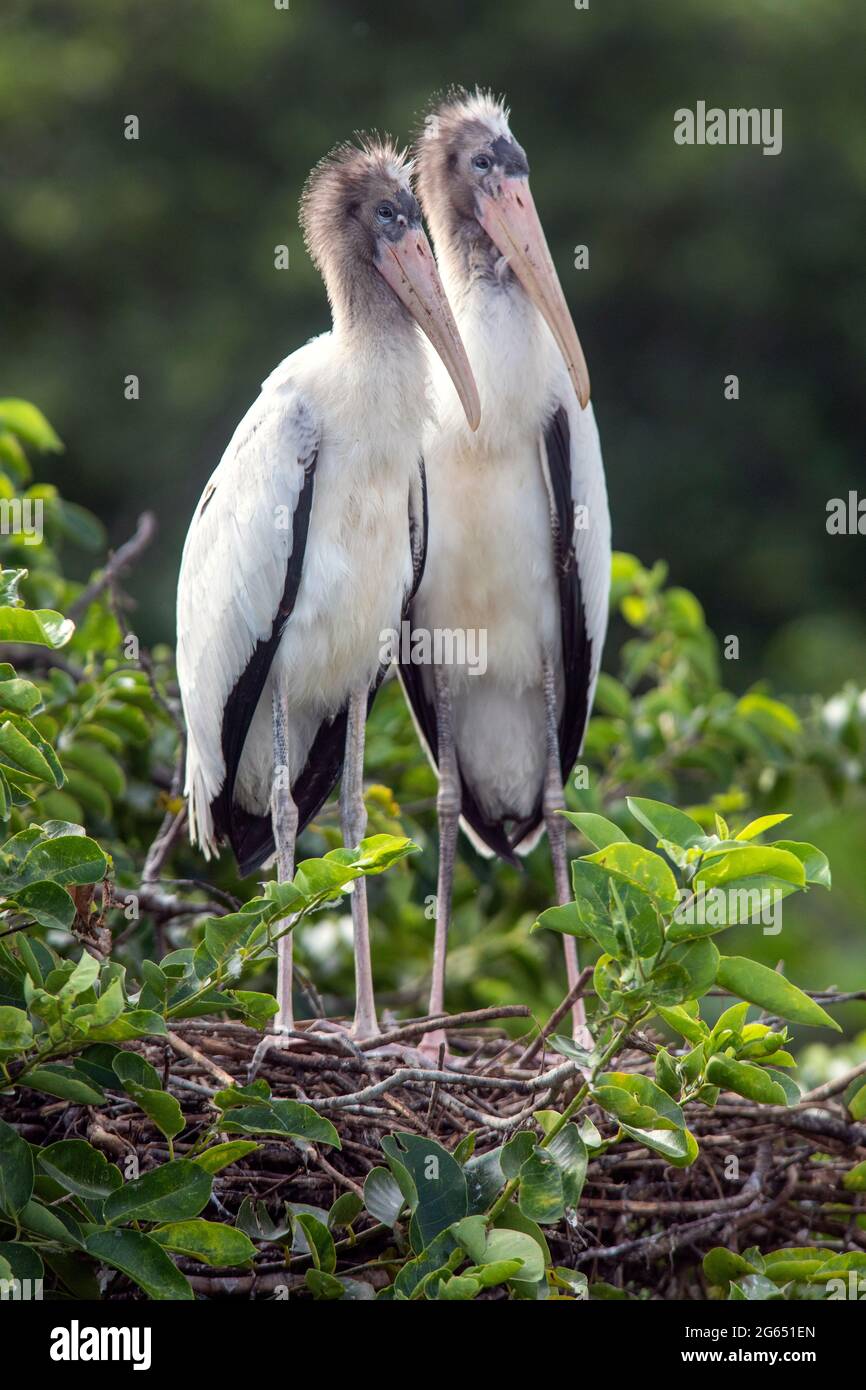 Juvenile wood storks (Mycteria americana) in nest - Wakodahatchee ...