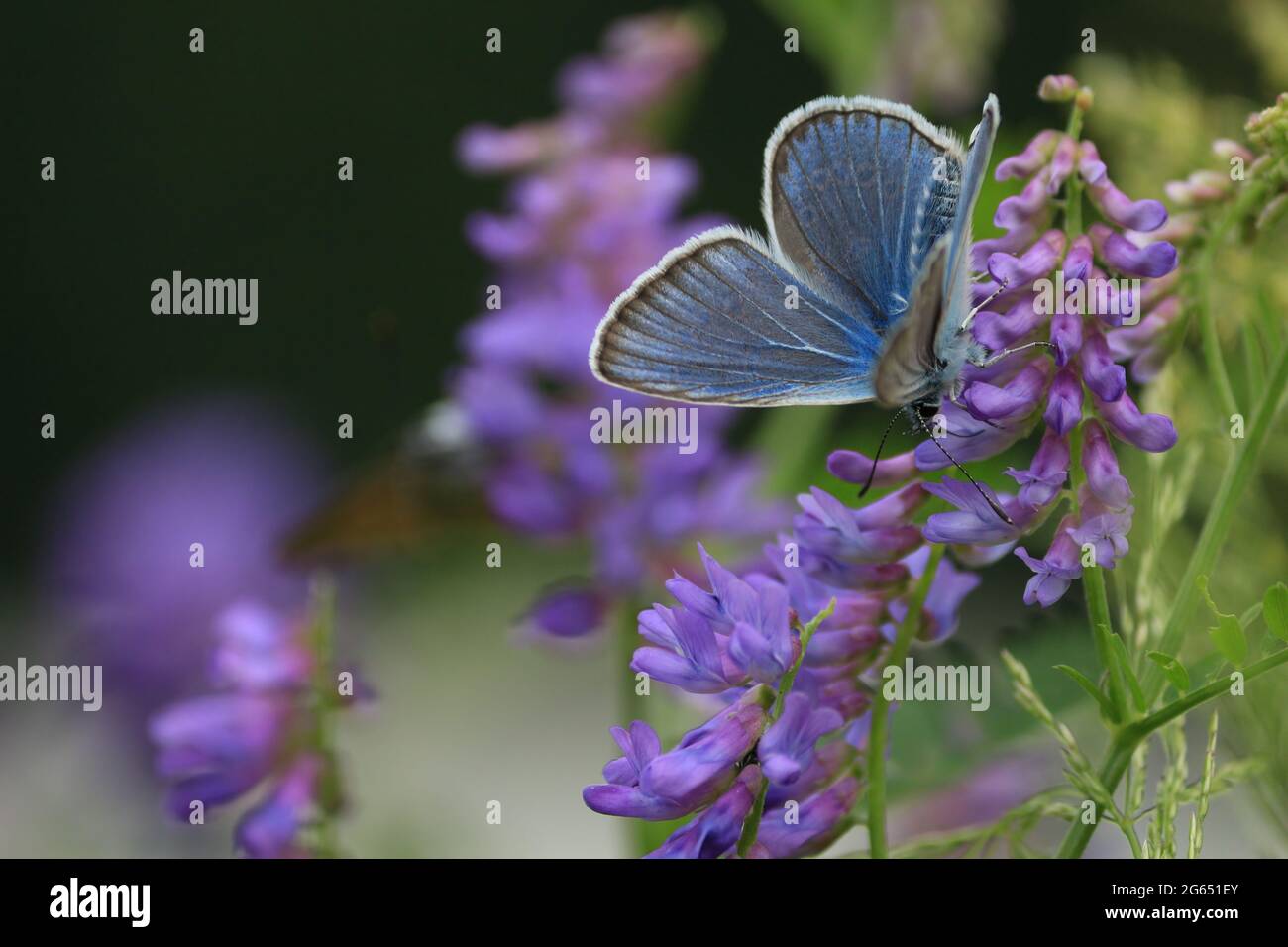 Polyommatus amandus, Amanda's Blue. Butterfly on flower. Blue butterfly ...