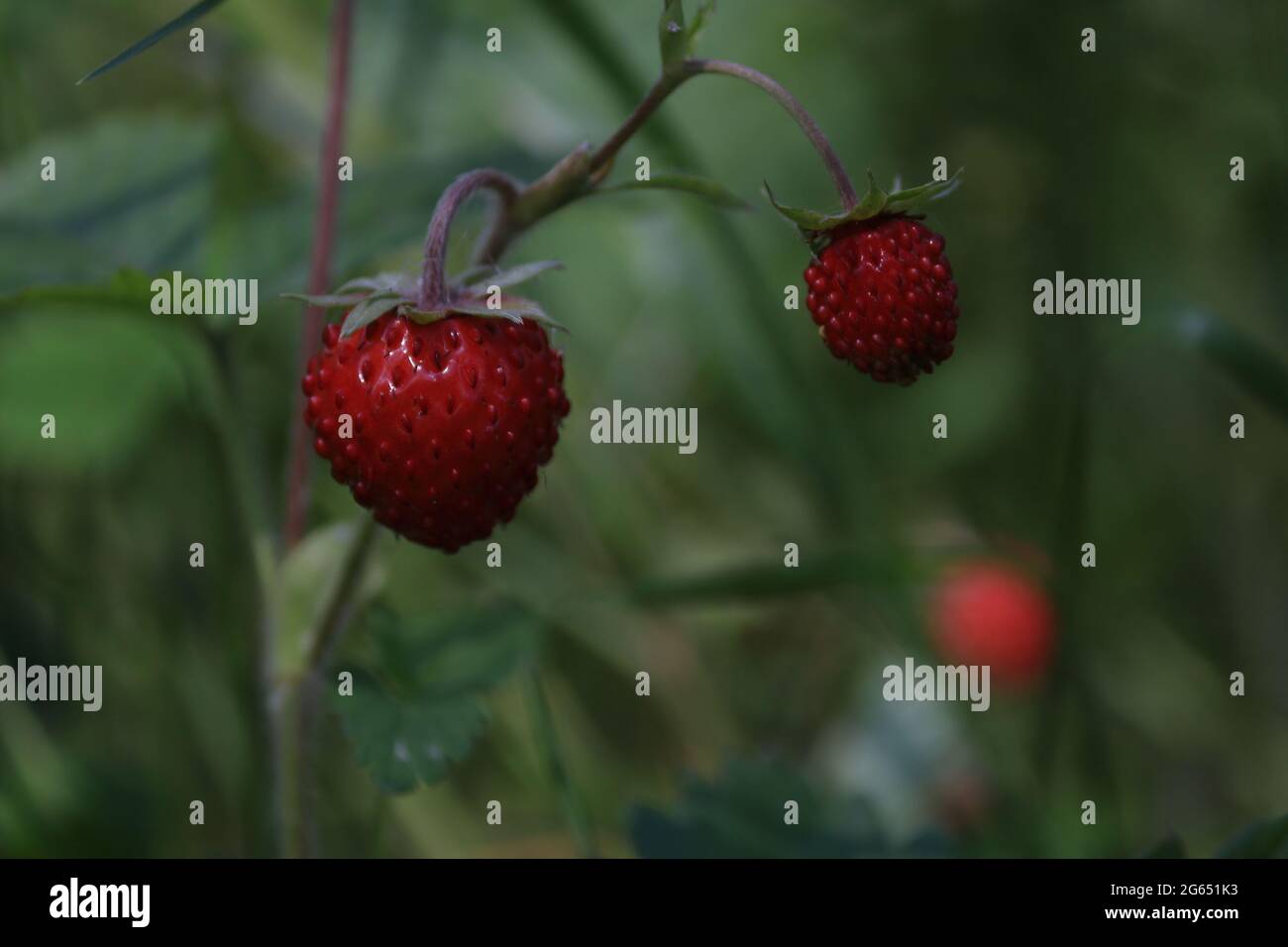 Fragaria vesca, European strawberry, wood strawberry. Wild strawberry ...