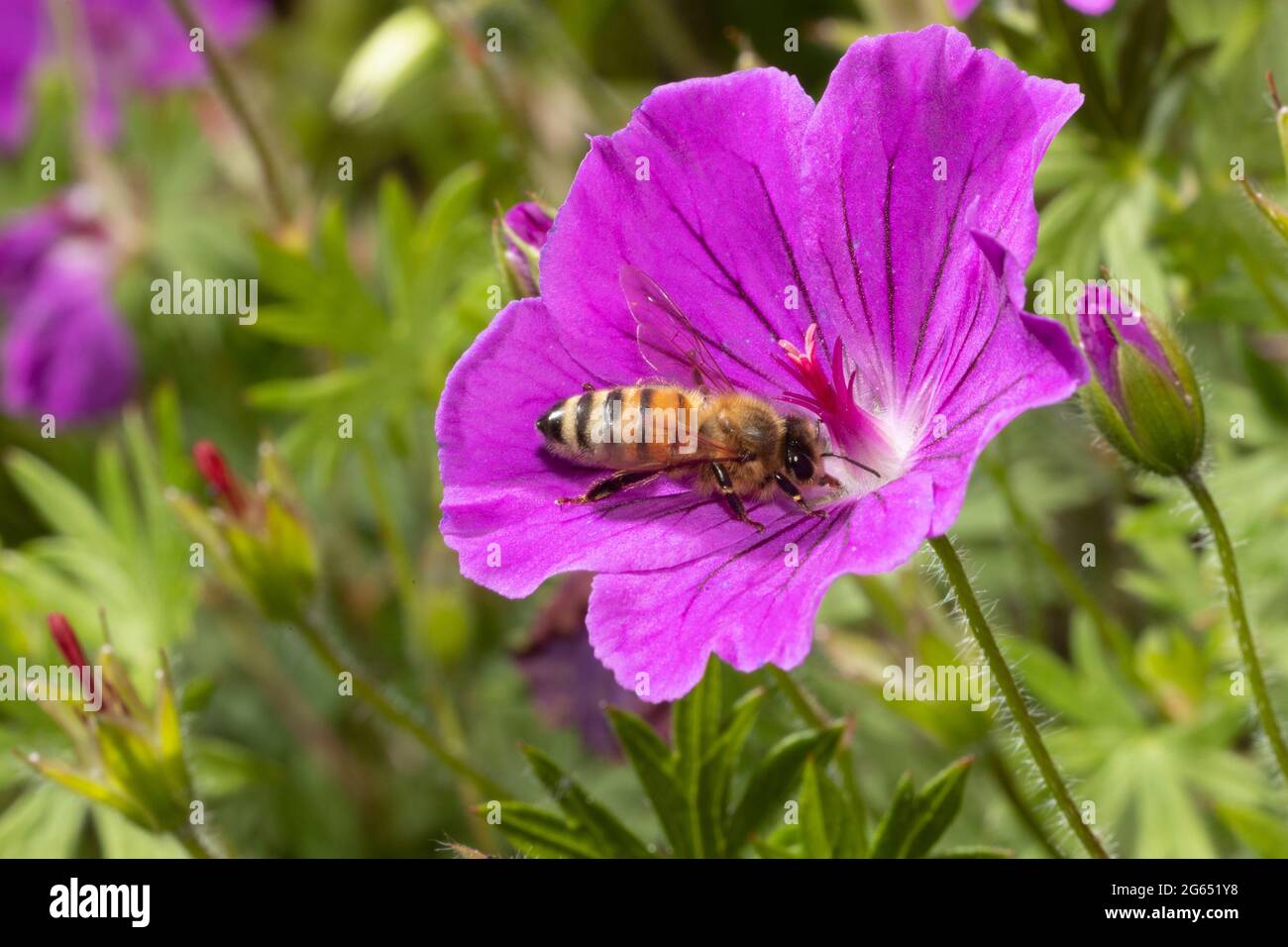 Geranium sanguineum dark purple hi-res stock photography and images - Alamy