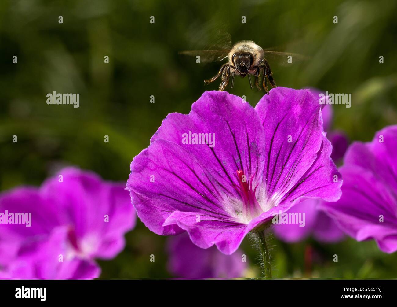 a bee flying towards a purple geranium flower - the blossom wide open ...