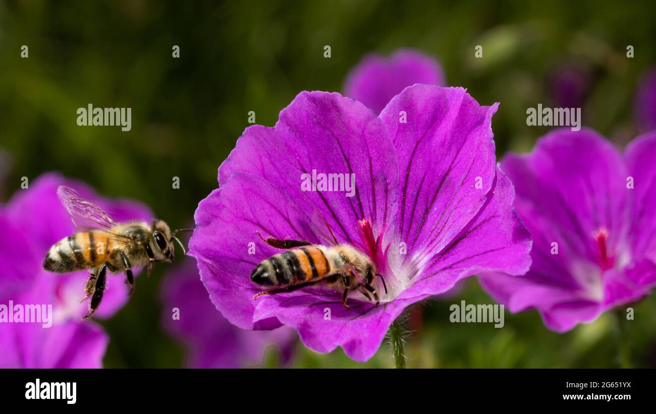 two bees on a purple geranium flower - the blossom wide open like a ...
