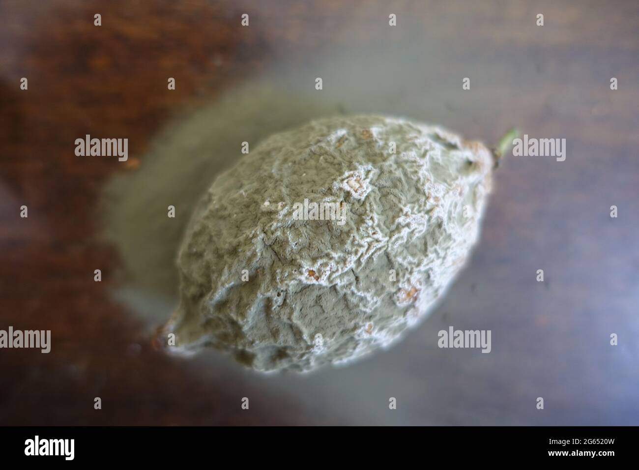 Get moldy hi-res stock photography and images - Alamy