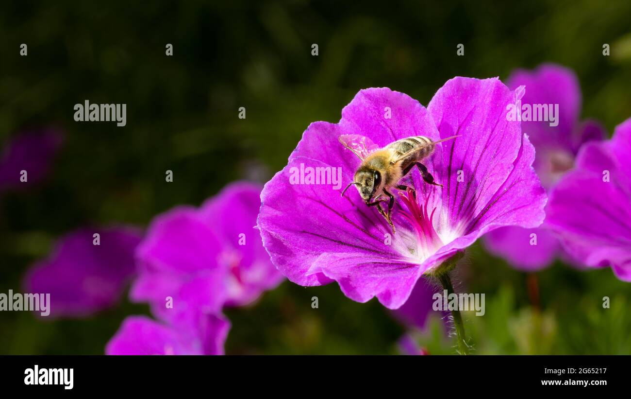 a bee flying over a purple geranium flower - the blossom wide open like ...