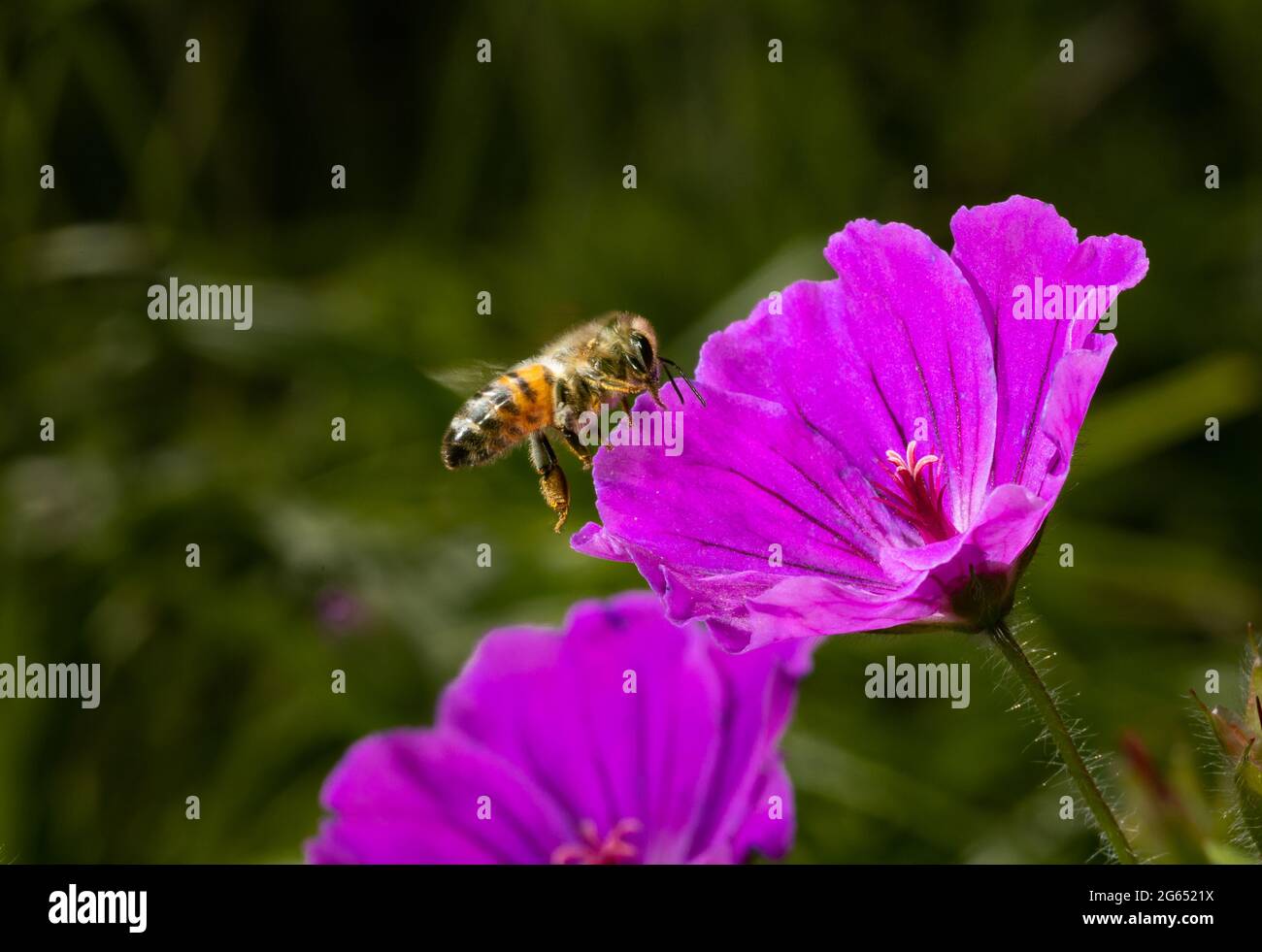 a bee flying towards a purple geranium flower - the blossom wide open ...
