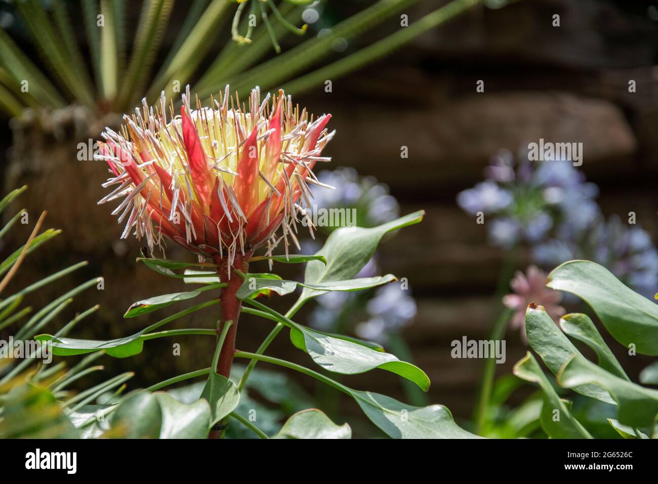 Single King Protea, (Protea cynaroides) in natural light with green ...
