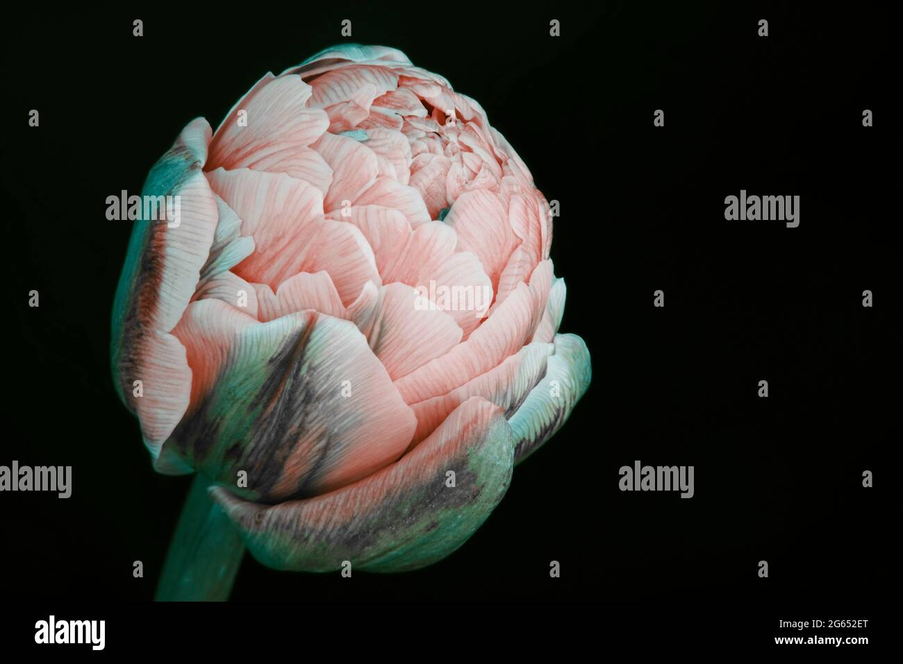 Macro Close Up Flower Photography. High resolution and Full Frame Stock ...