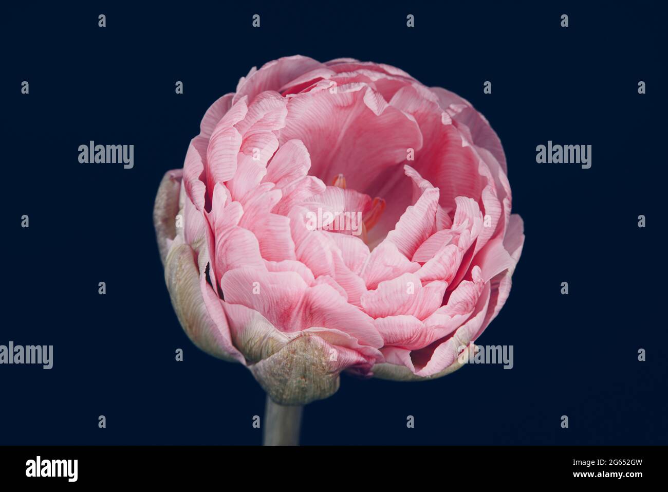 Macro Close Up Flower Photography. High resolution and Full Frame Stock ...