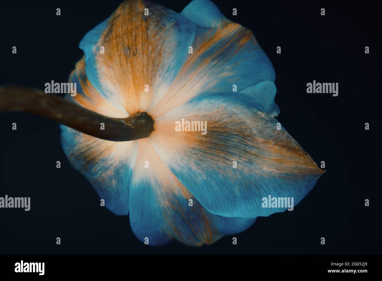 Macro Close Up Flower Photography. High resolution and Full Frame Stock ...