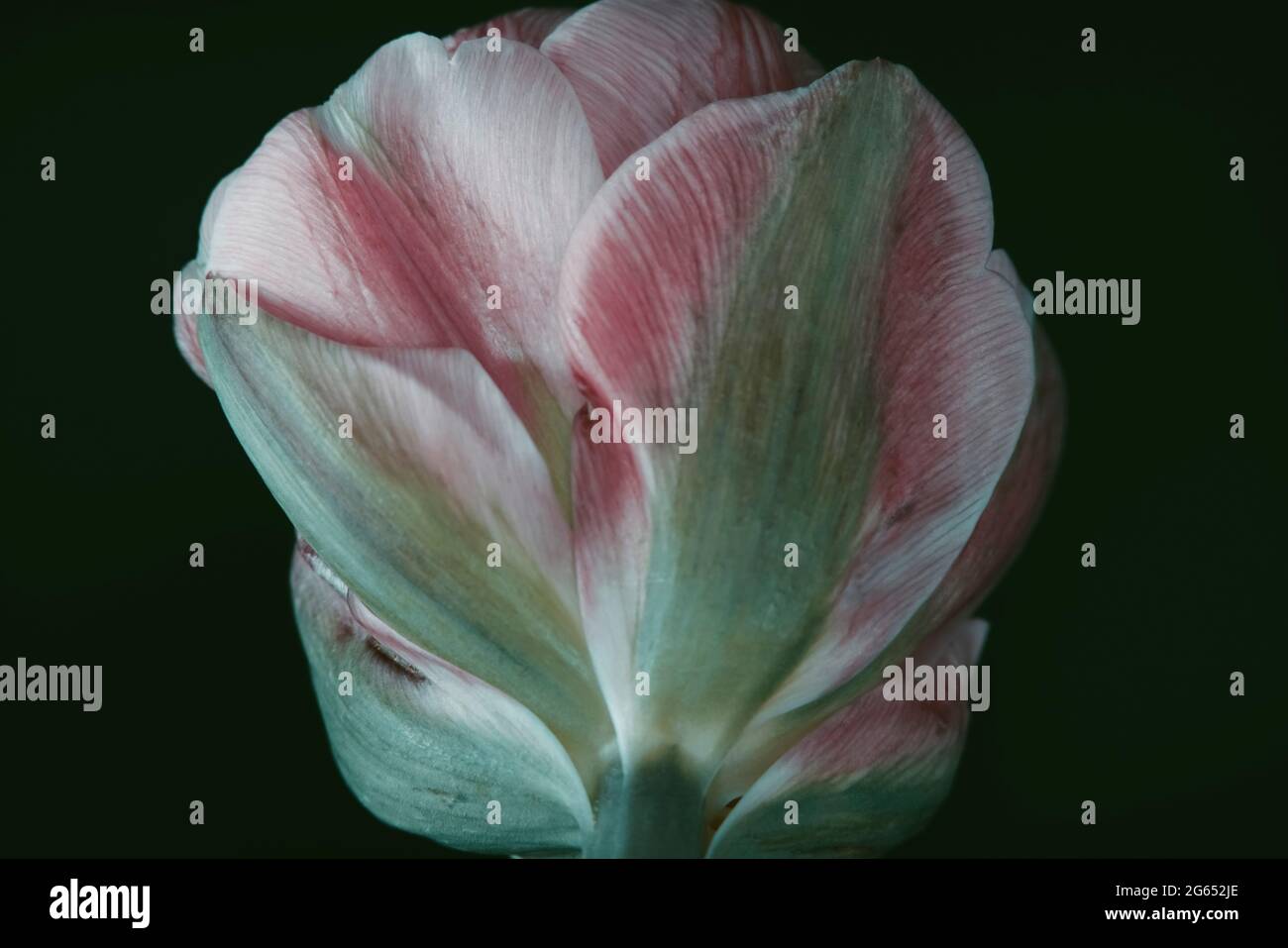 Macro Close Up Flower Photography. High resolution and Full Frame Stock ...