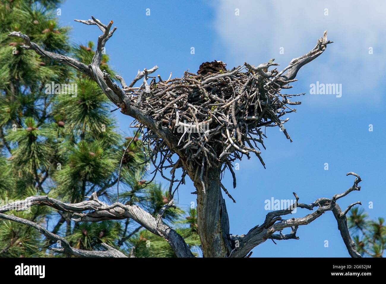 Fish characteristics hi-res stock photography and images - Alamy