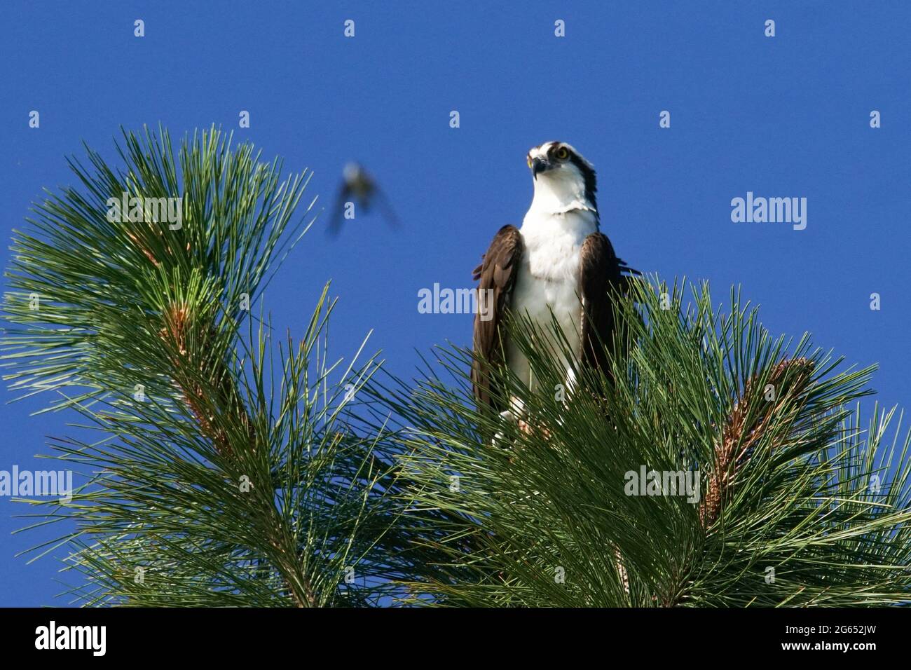 The western Osprey is a large fish-eating raptor with tremendous speed ...