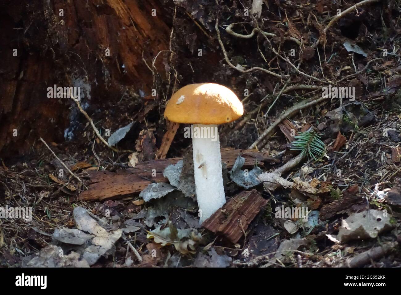 Rotkappe hi-res stock photography and images - Alamy