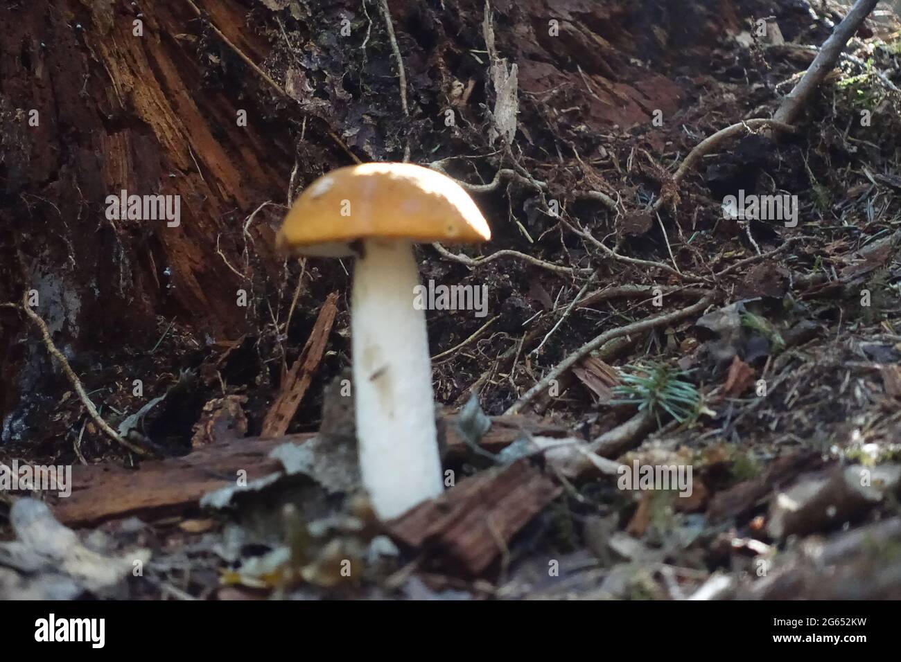 Rotkappen hi-res stock photography and images - Alamy