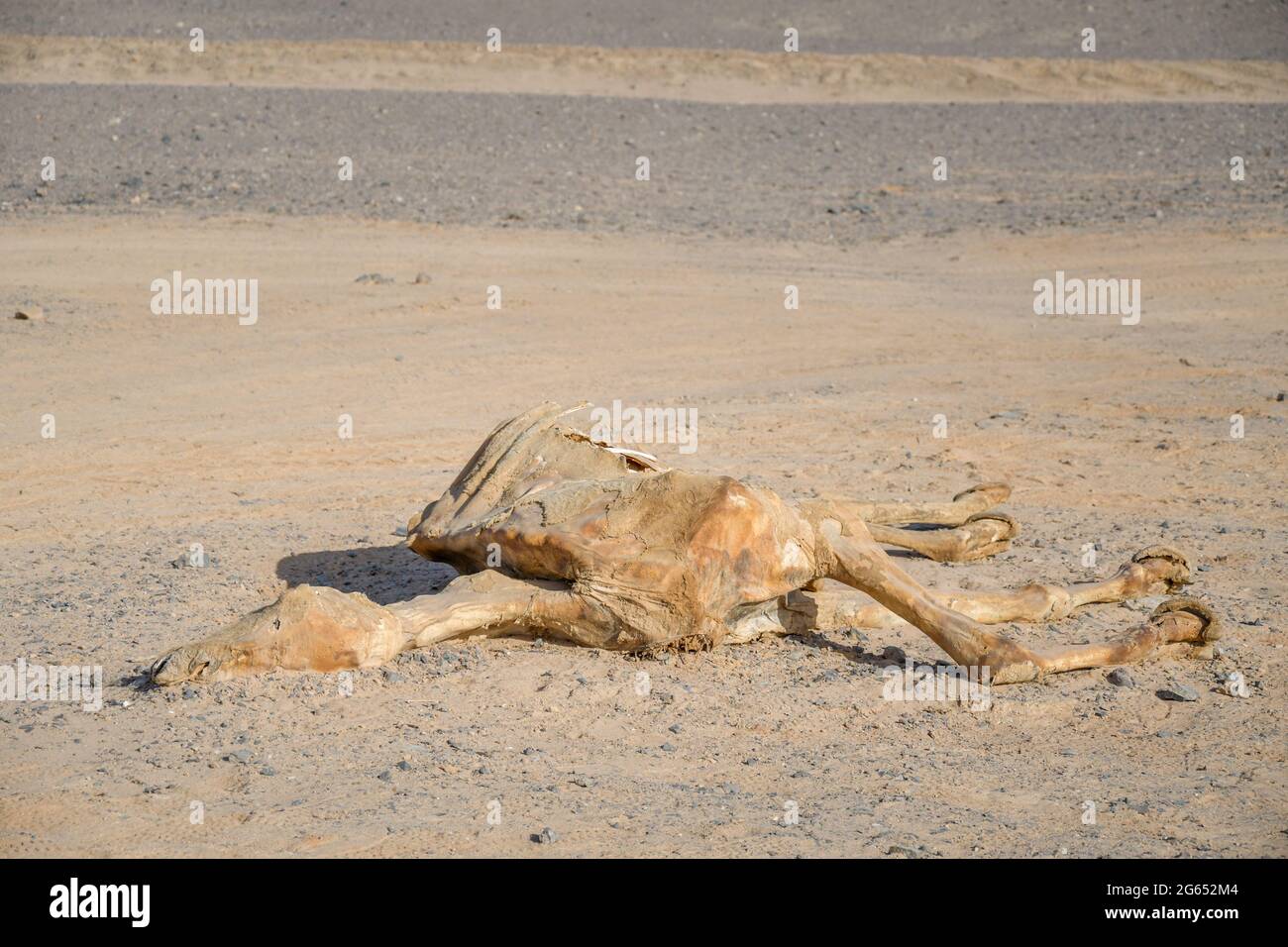 Dead animal bones hi-res stock photography and images - Alamy