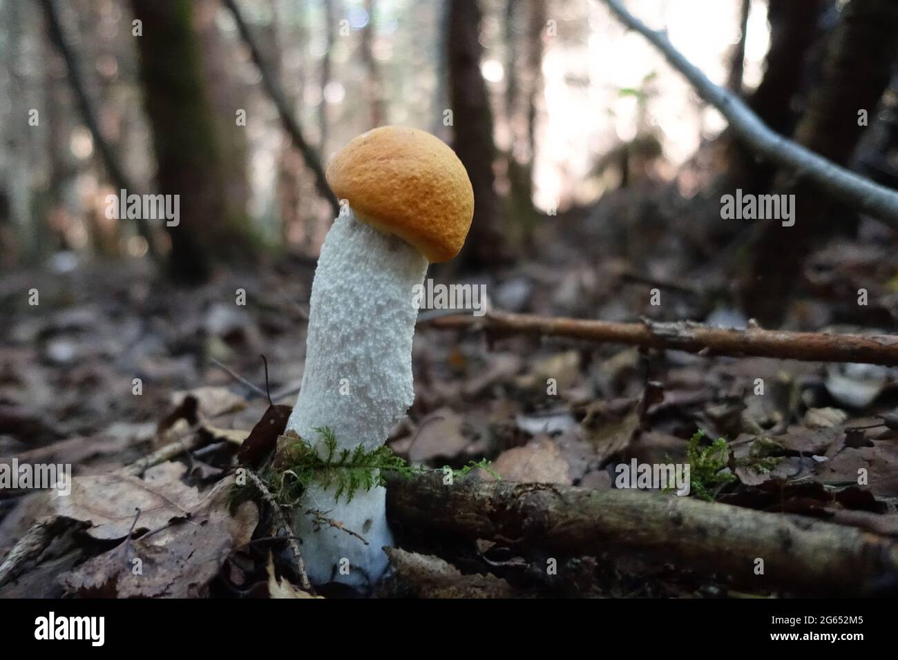 Rotkappen hi-res stock photography and images - Alamy