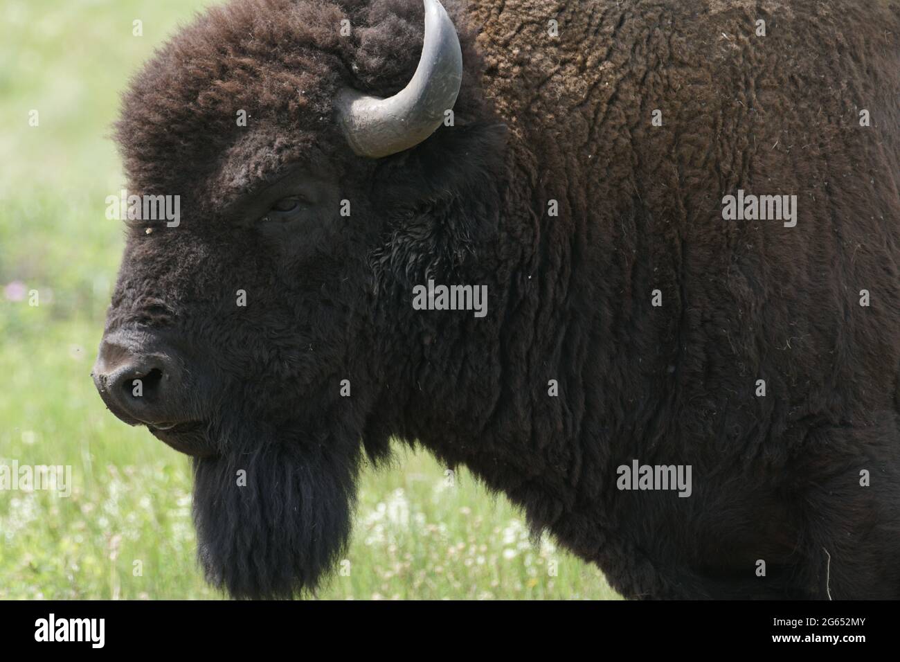 Salish kootenai montana hi-res stock photography and images - Alamy