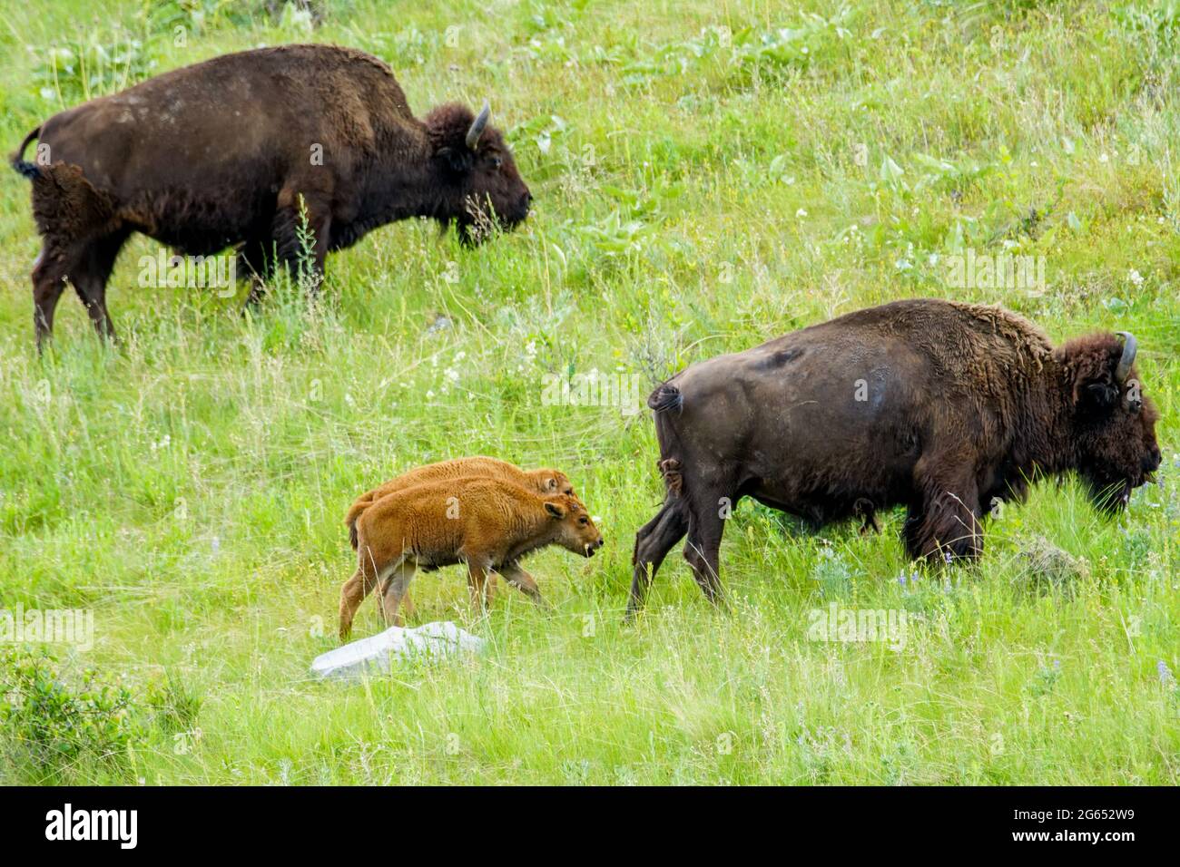 Salish kootenai montana hi-res stock photography and images - Alamy