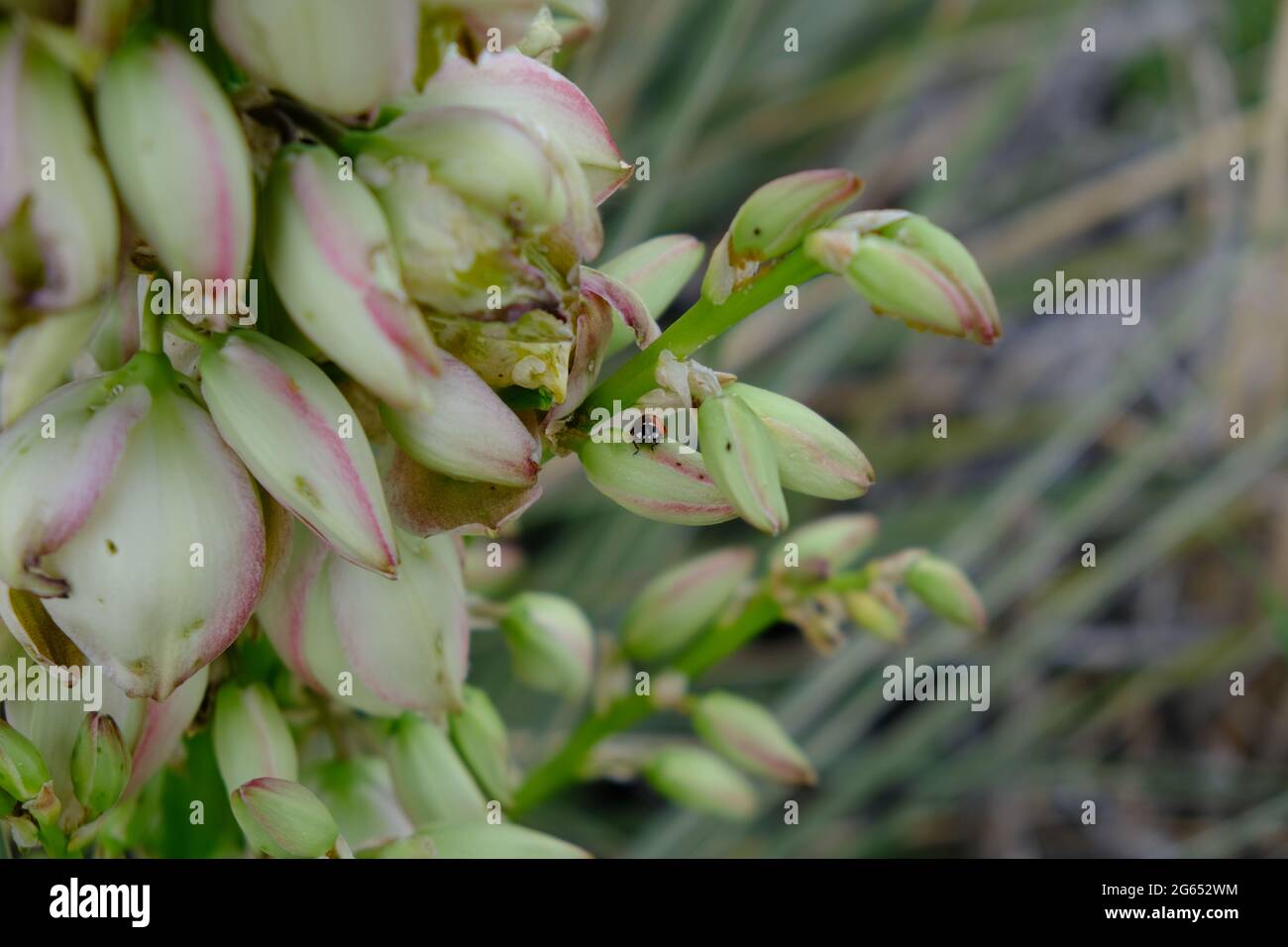 Lady Bug on Bear Grass at Matthews Winters Park in Golden Colorado ...