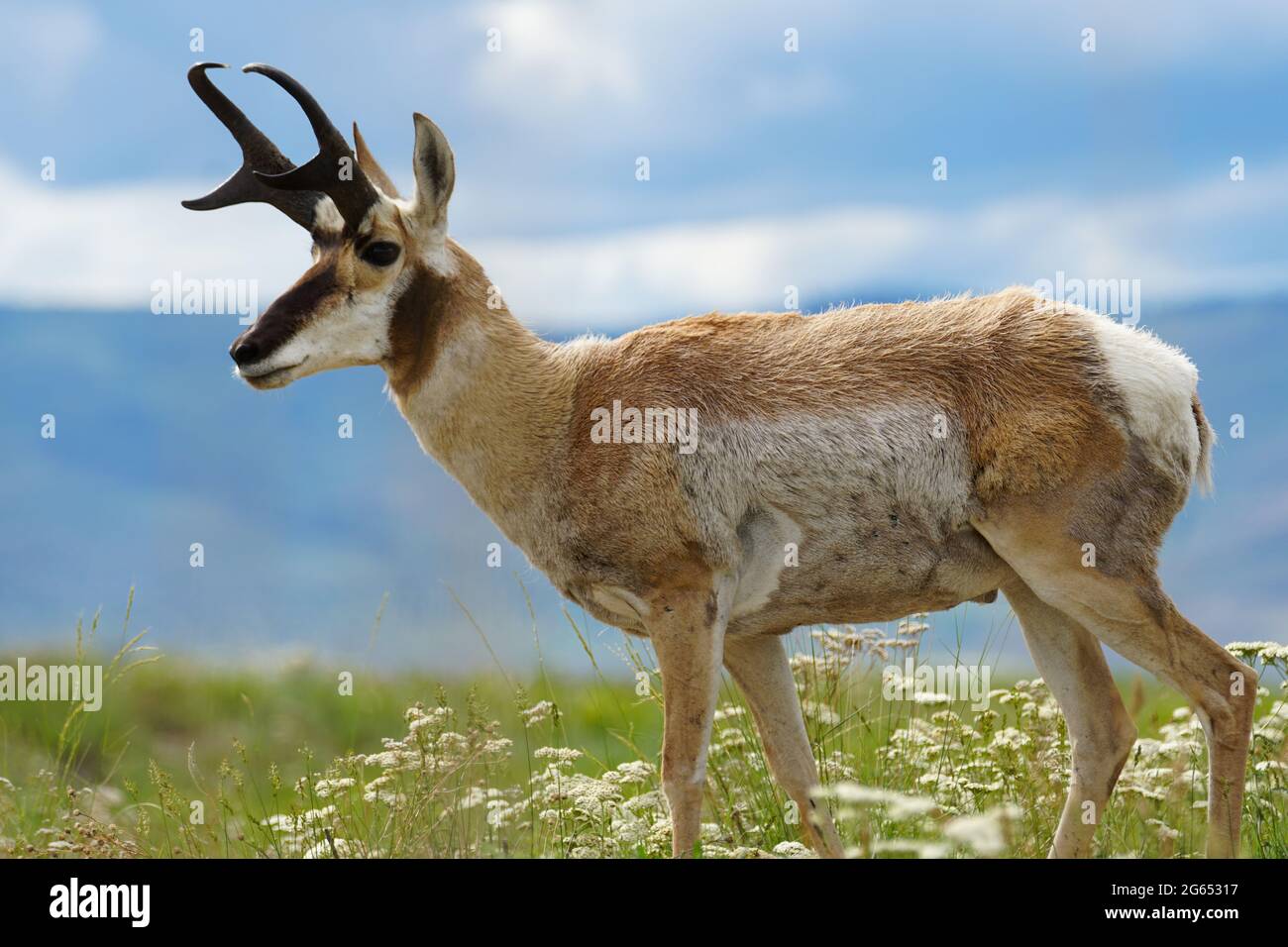 Pronghorn markings hi-res stock photography and images - Alamy