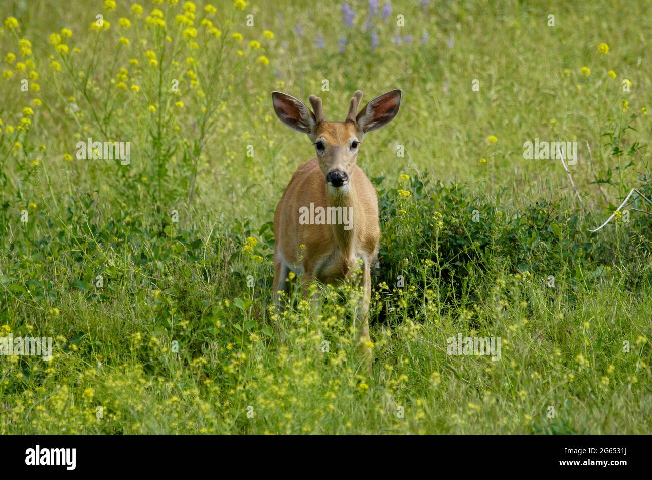 Exchanging glances with a mule or white tailed deer from a distance ...