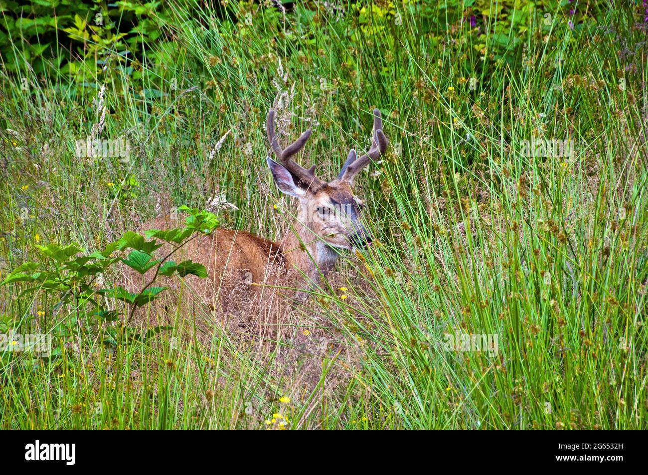 Young buck deer hi-res stock photography and images - Alamy