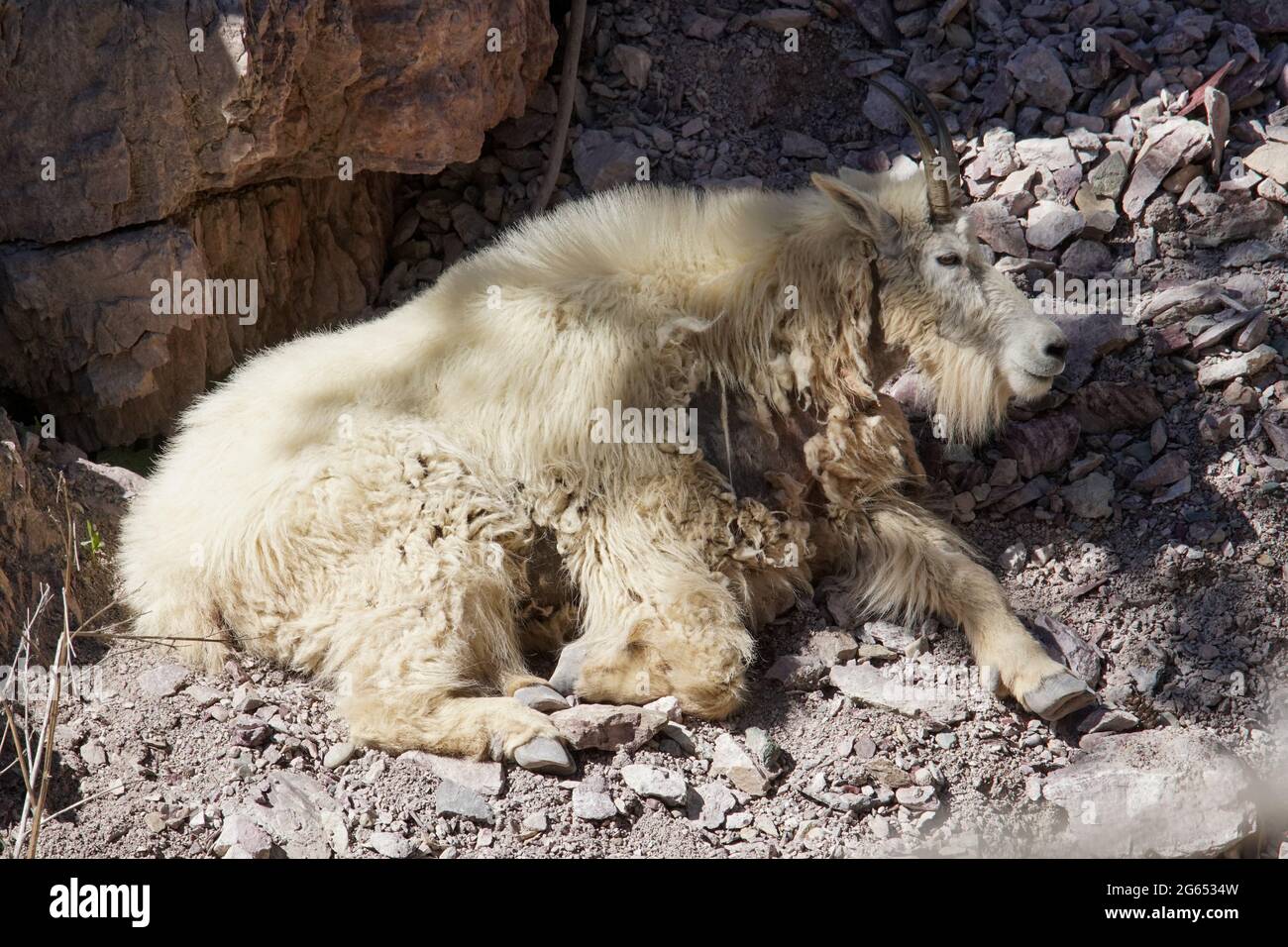 Mountain Goat Falling Off Cliff
