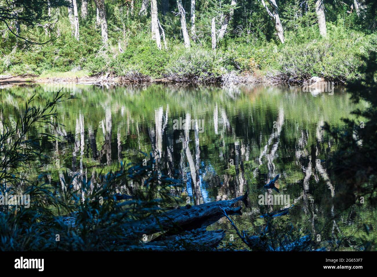 Lago Chico lake in National Park Huerquehue, Chile Stock Photo - Alamy