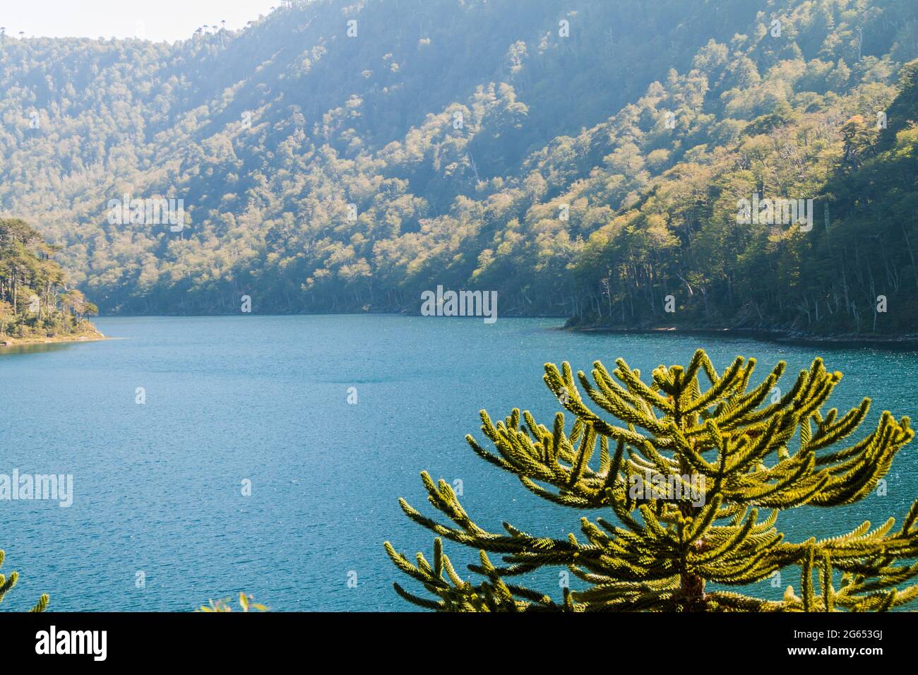 Lago Verde lake in National Park Huerquehue, Chile Stock Photo - Alamy