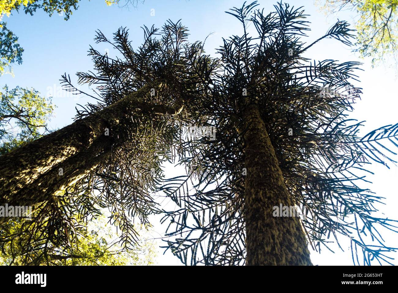 Araucaria trees hi-res stock photography and images - Alamy