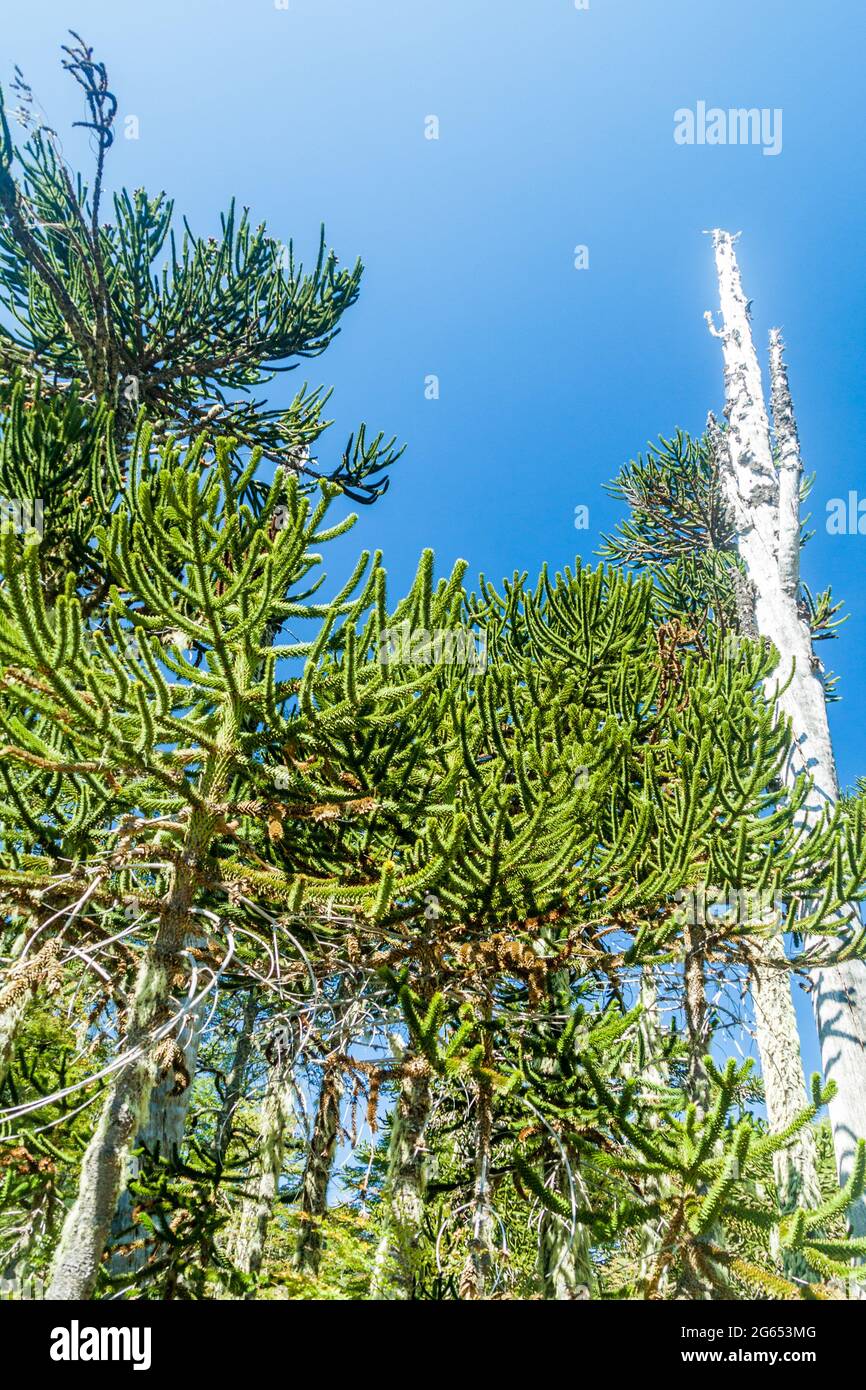 Araucaria trees hi-res stock photography and images - Alamy