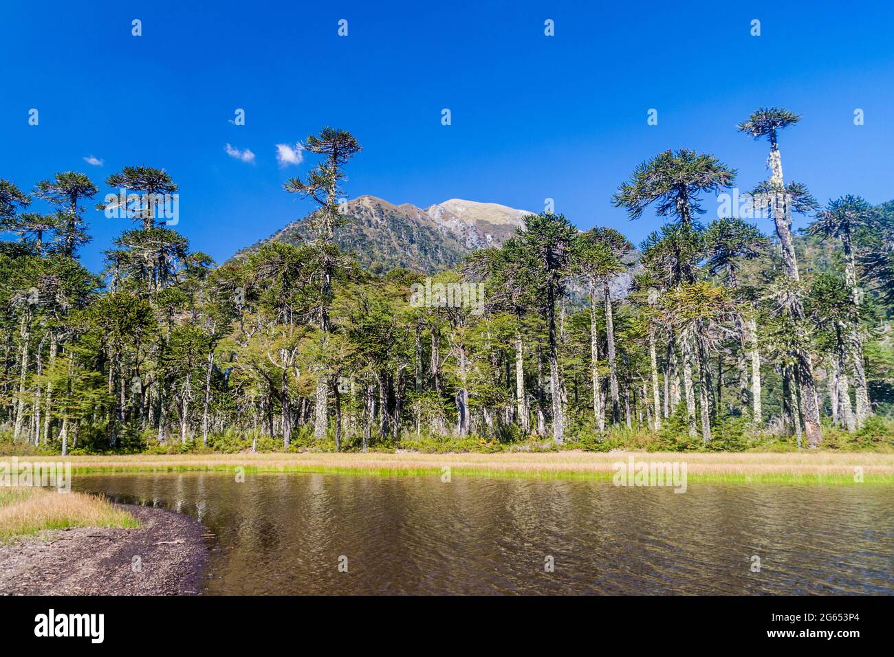 Laguna Toro lake in National Park Huerquehue, Chile Stock Photo - Alamy