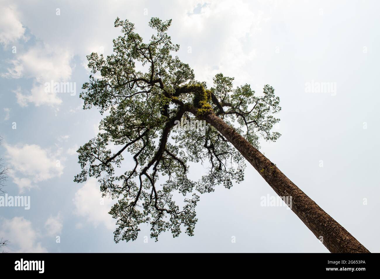 Angle from below of a Yaang Naa Tree in Northern Thailand during ...