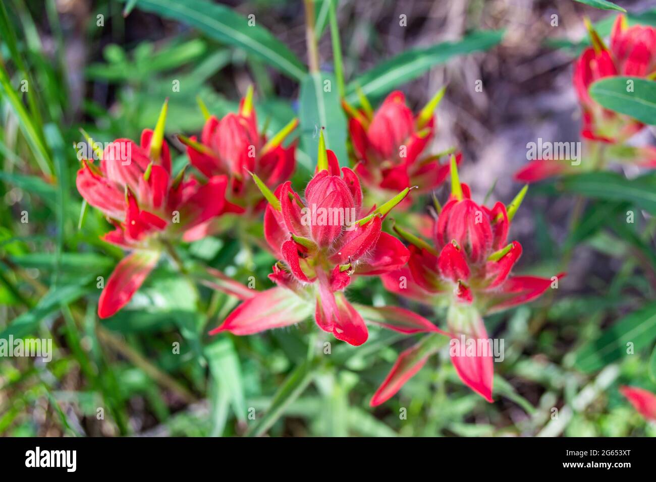 Castilleja coccinea hi-res stock photography and images - Alamy
