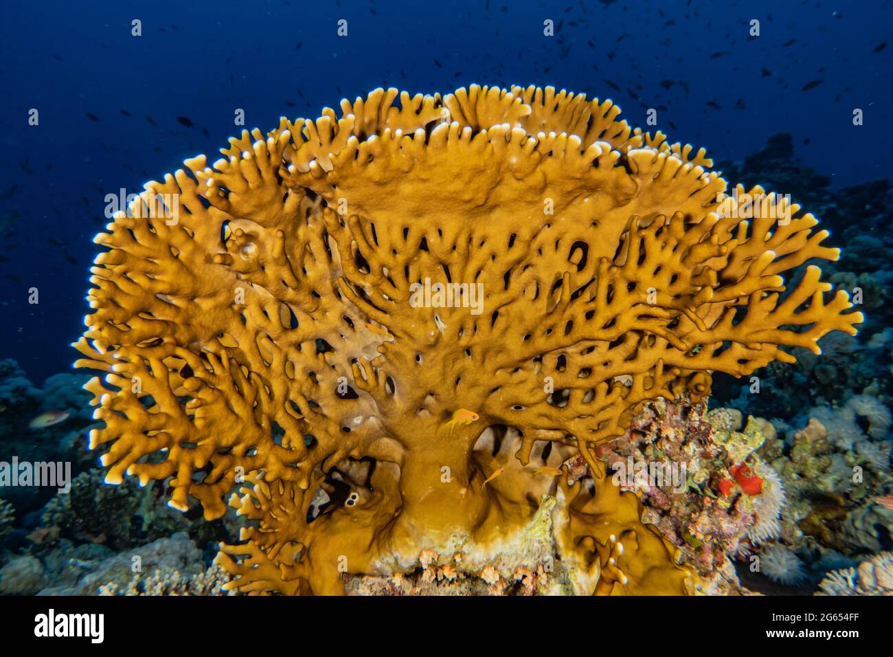 Coral reef and water plants in the Red Sea, Eilat Israel Stock Photo ...