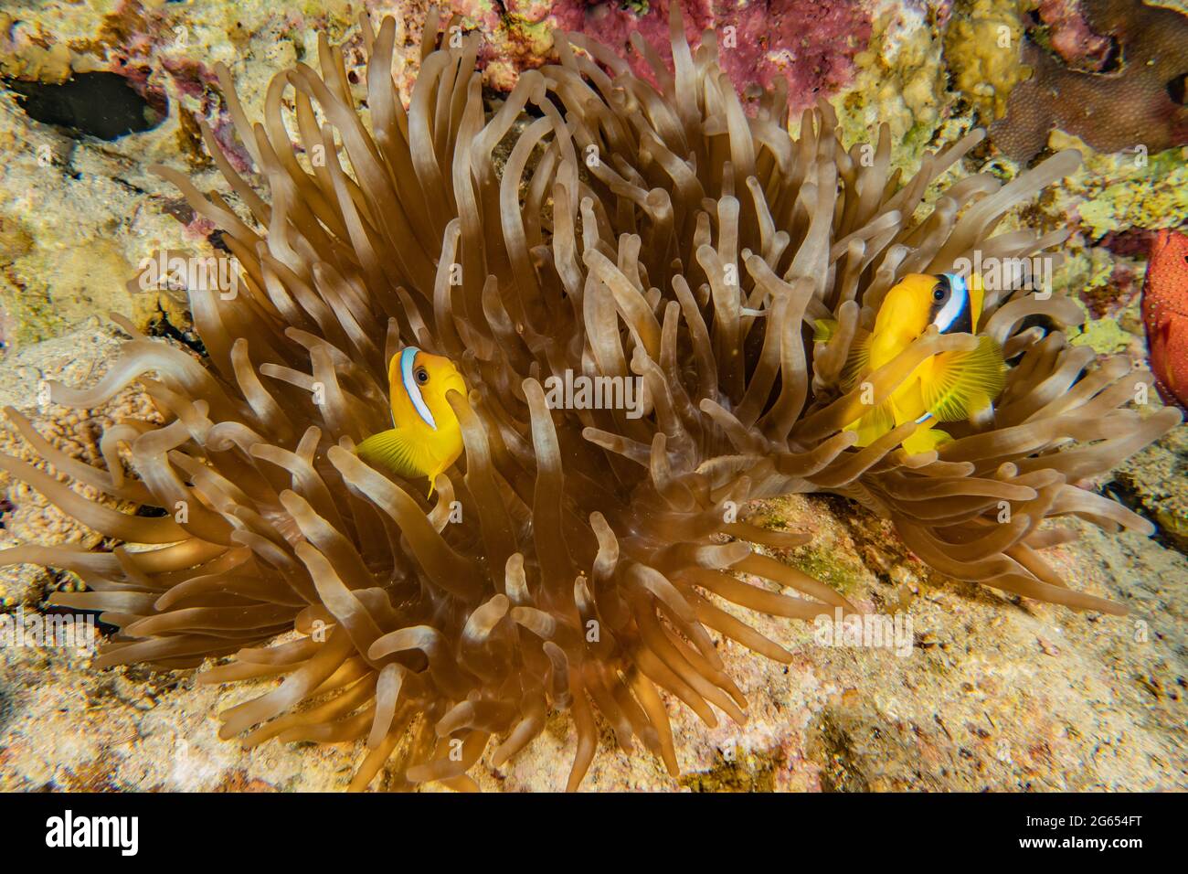 Coral reef and water plants in the Red Sea, Eilat Israel Stock Photo ...
