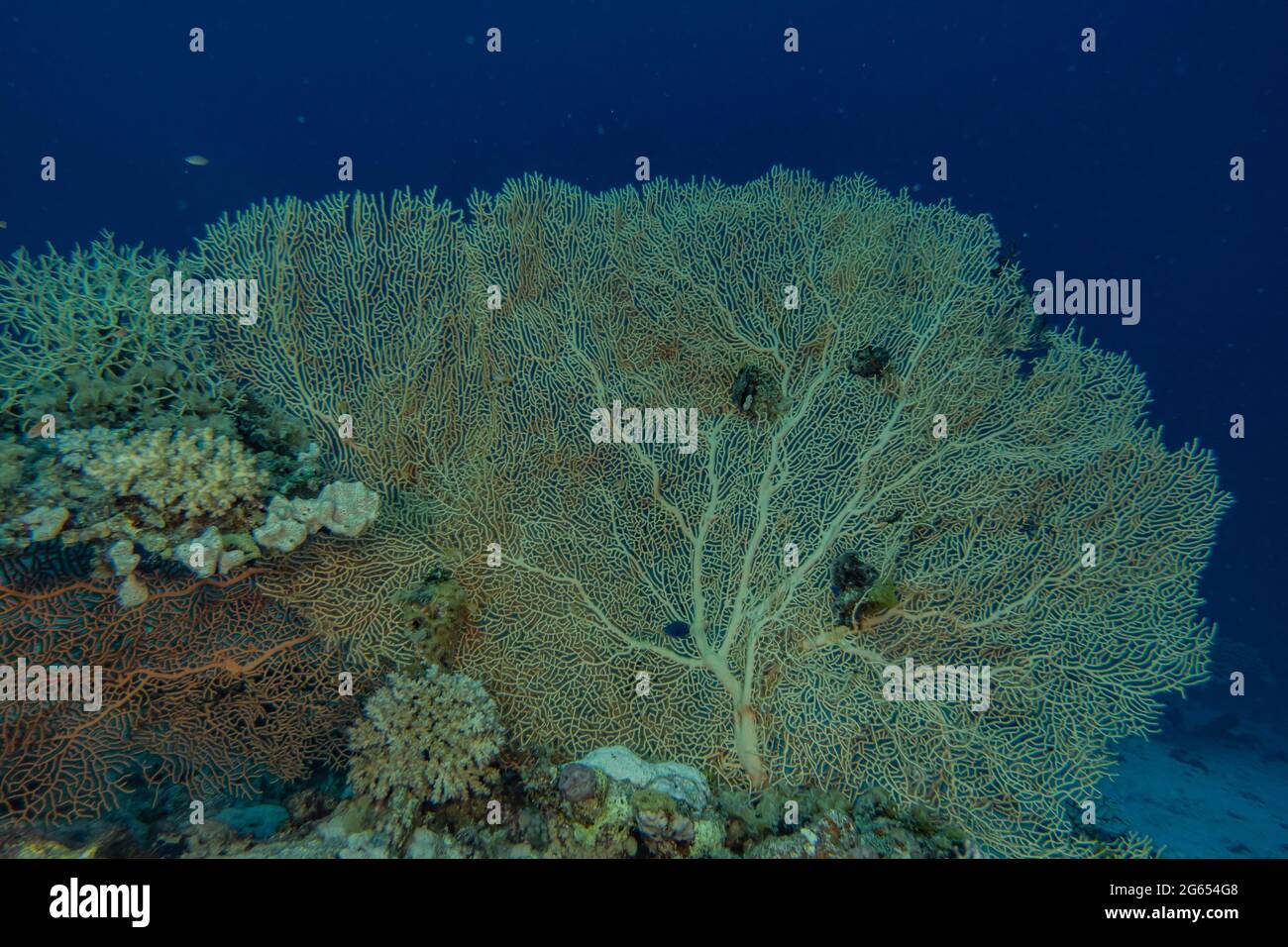 Coral reef and water plants in the Red Sea, Eilat Israel Stock Photo ...