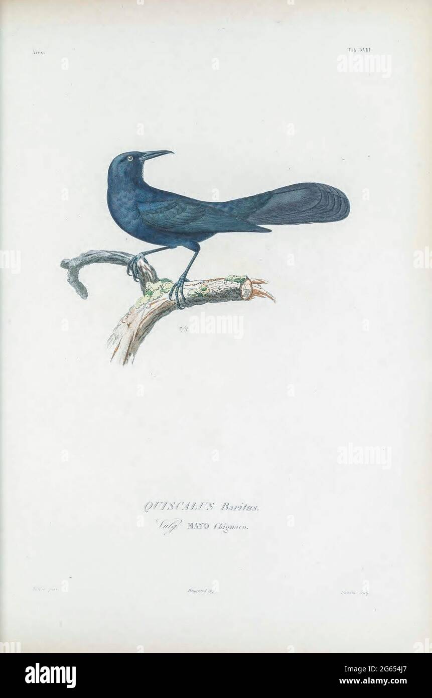 Grackle ornithology hi-res stock photography and images - Alamy