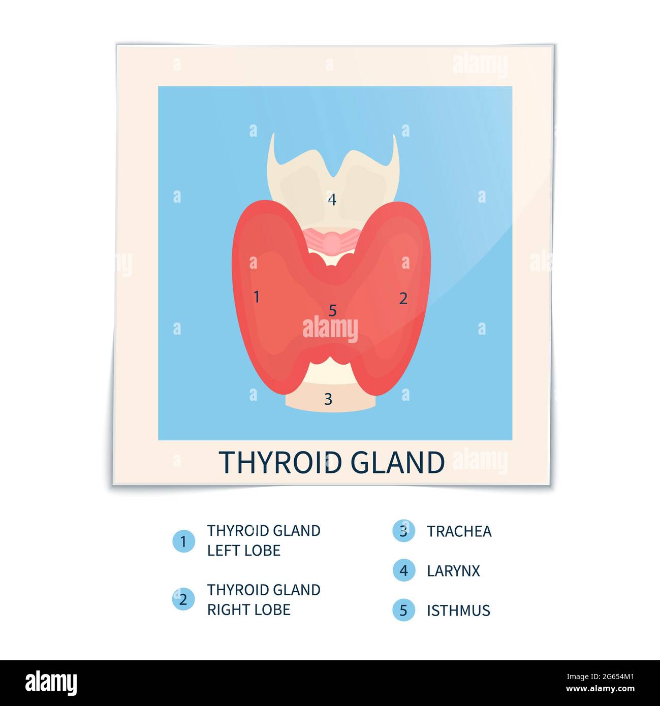 Human thyroid gland anatomical drawing hi-res stock photography and ...