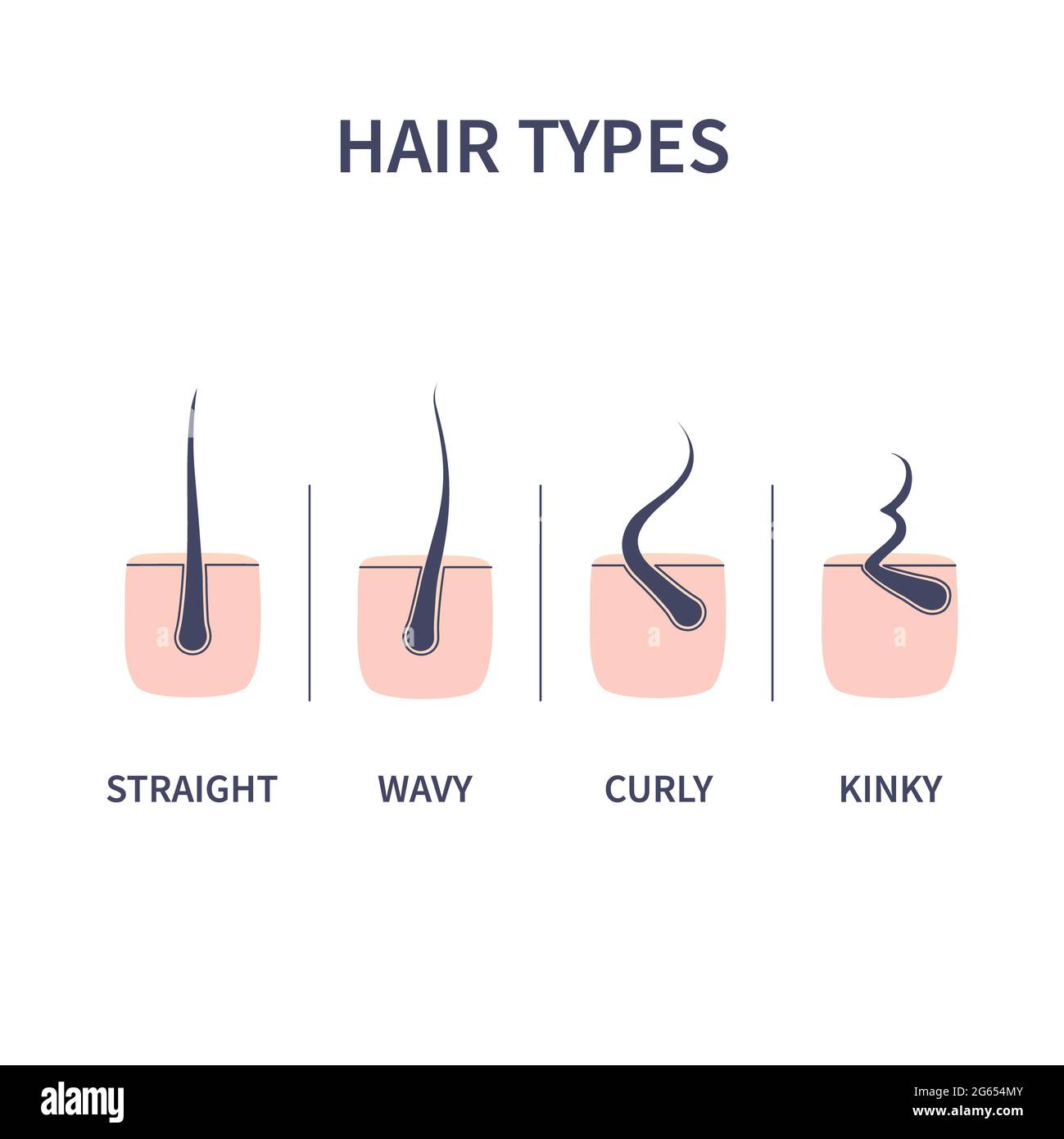 Hair types, illustration Stock Photo - Alamy