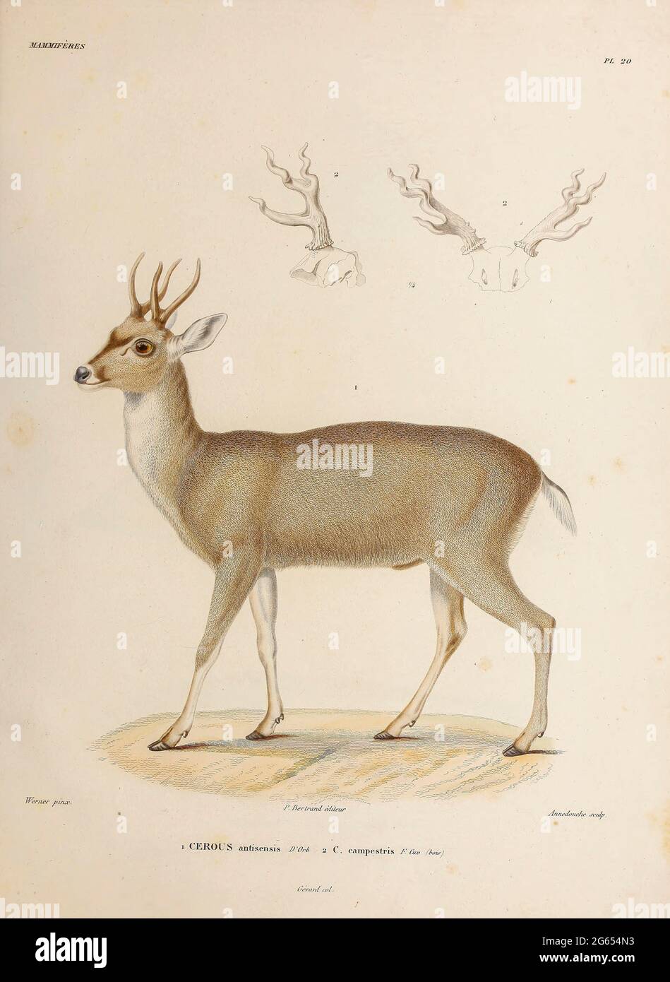 Taruca deer hi-res stock photography and images - Alamy