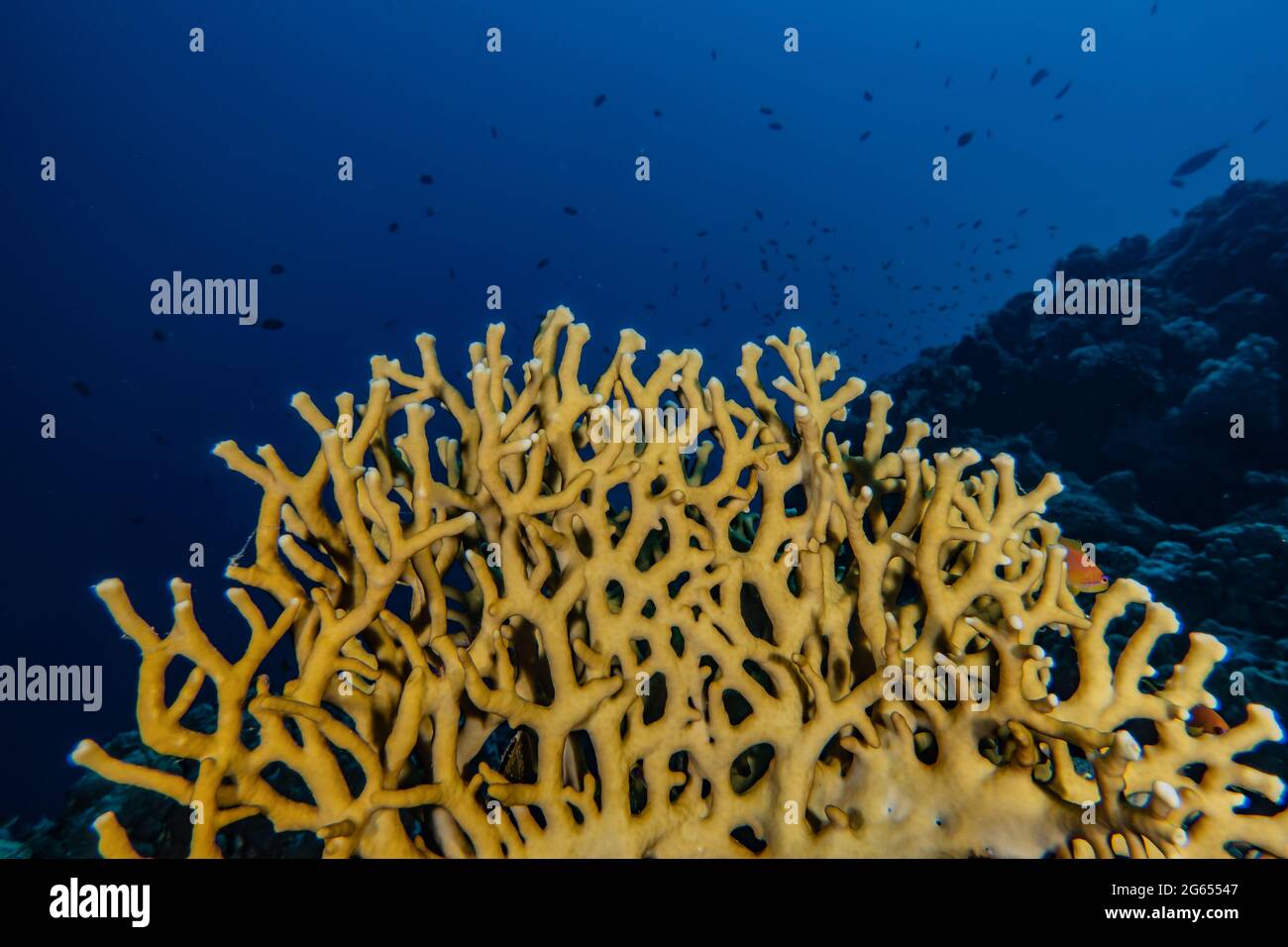 Coral reef and water plants in the Red Sea, Eilat Israel Stock Photo ...